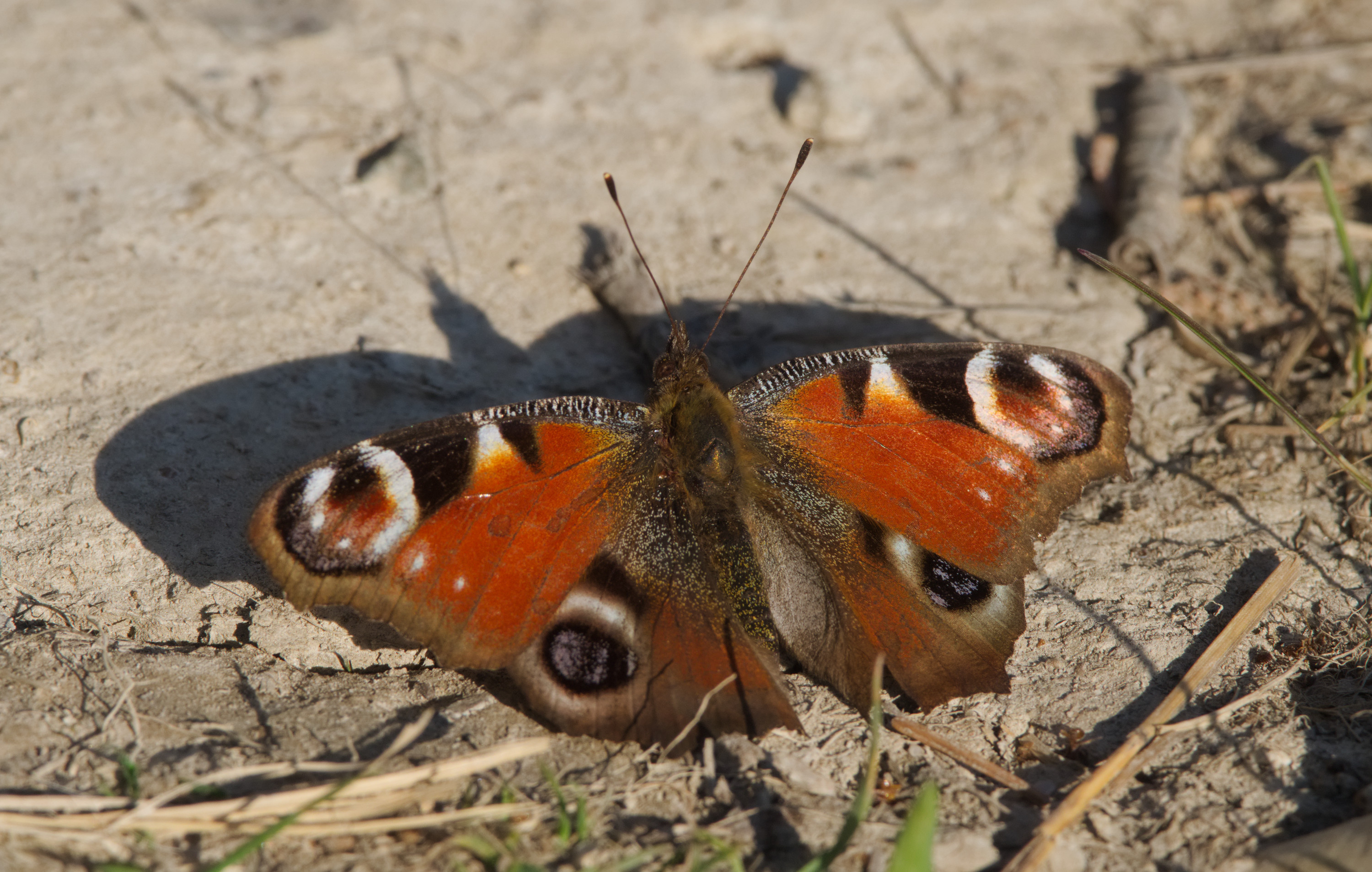 Snakes, Reptiles, Amphibians, Insects in Finland