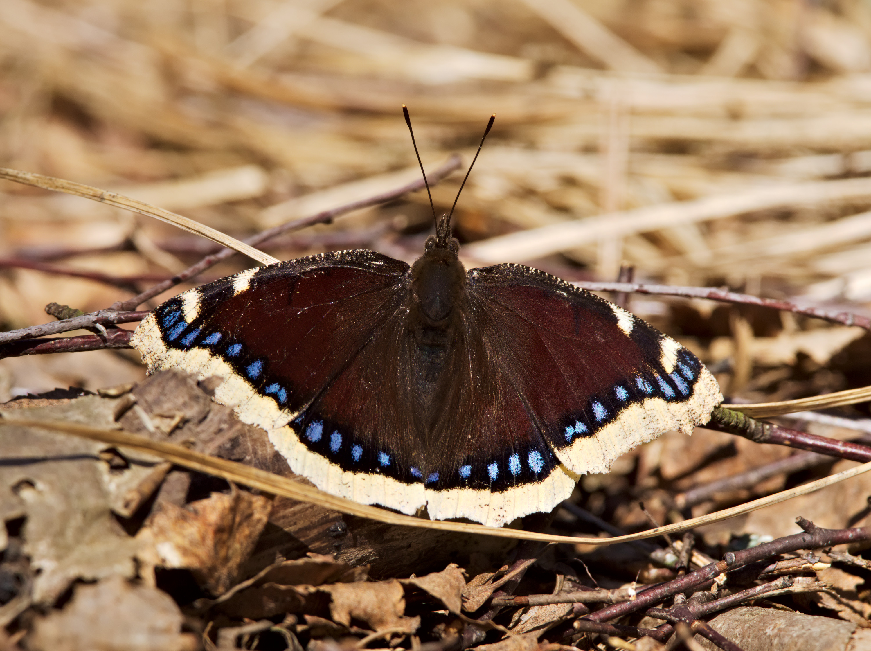 Snakes, Reptiles, Amphibians, Insects in Finland